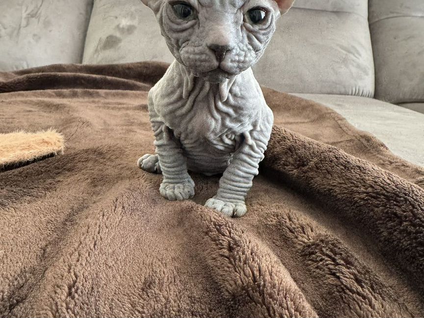 Донской сфинкс девочка 2 мес