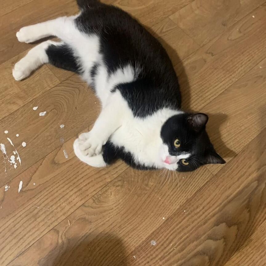 Кот котёнок-подросток