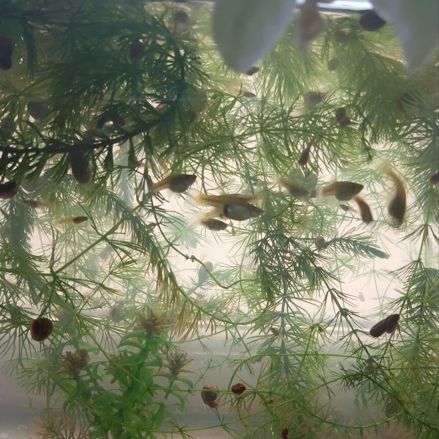 Аквариум с рыбками, растениями и улитками 10 л