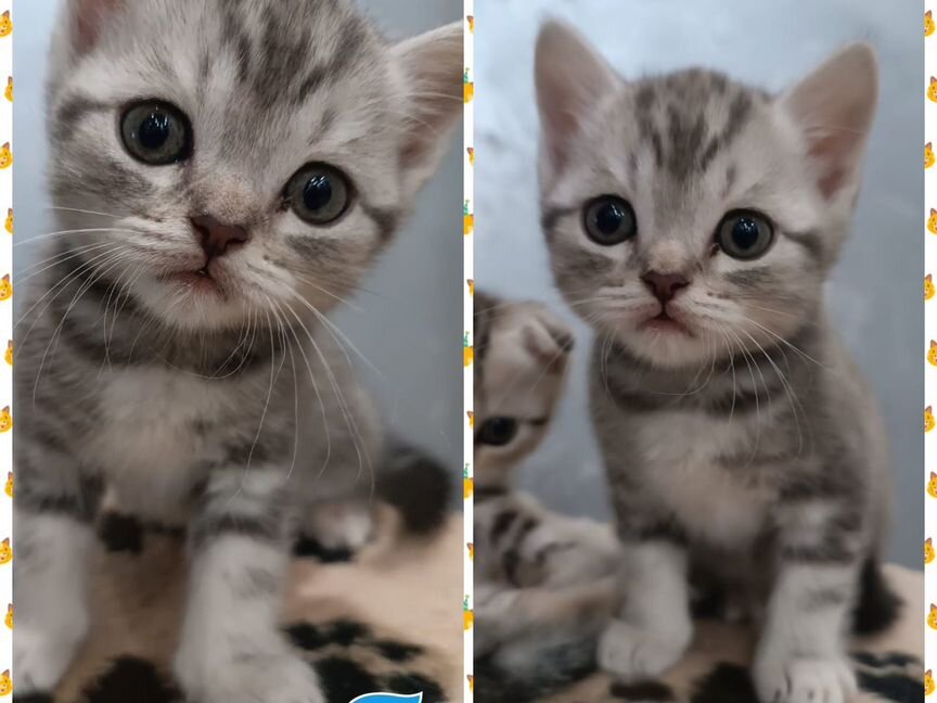 Шотландские вислоухие и прямоухие котята