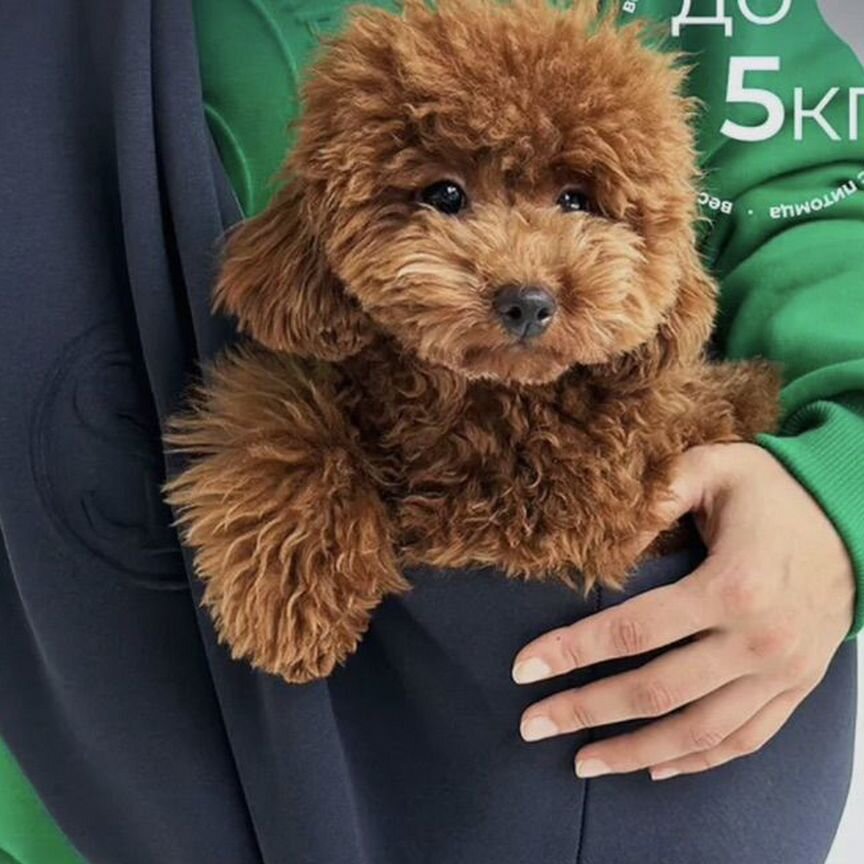 Сумка слинг для собак