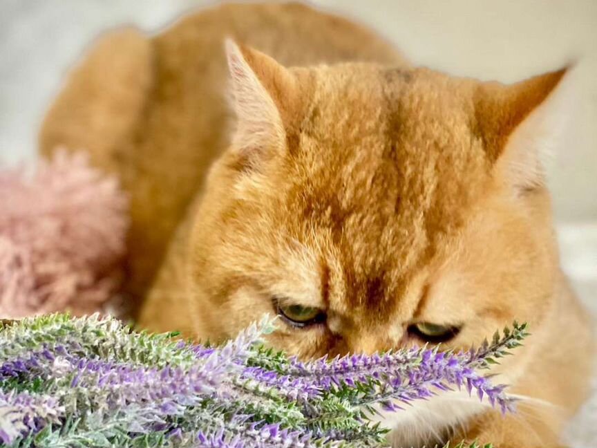 Шотландский кот вязка