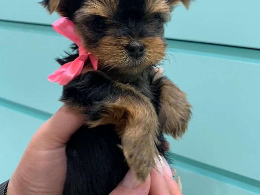 Йоркширский терьер щенки