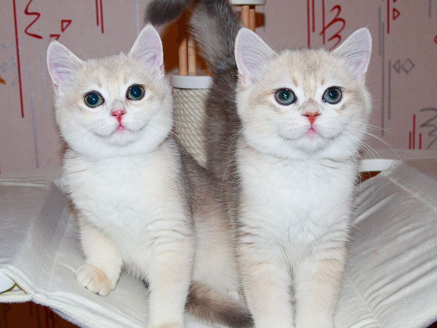 Котята голубая шиншилла