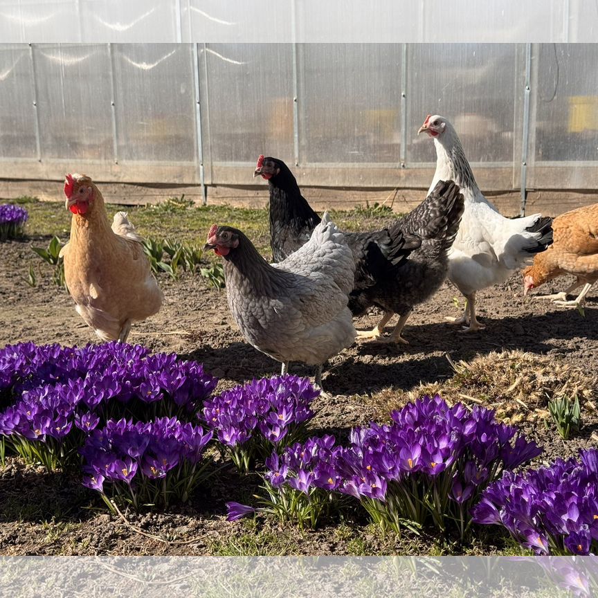 Куры молодки чешский доминант