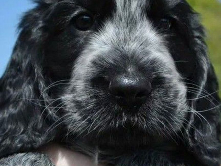 Спаниельки