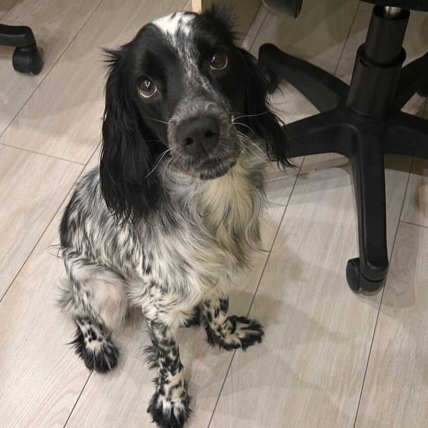 Русский охотничий спаниель, щенок