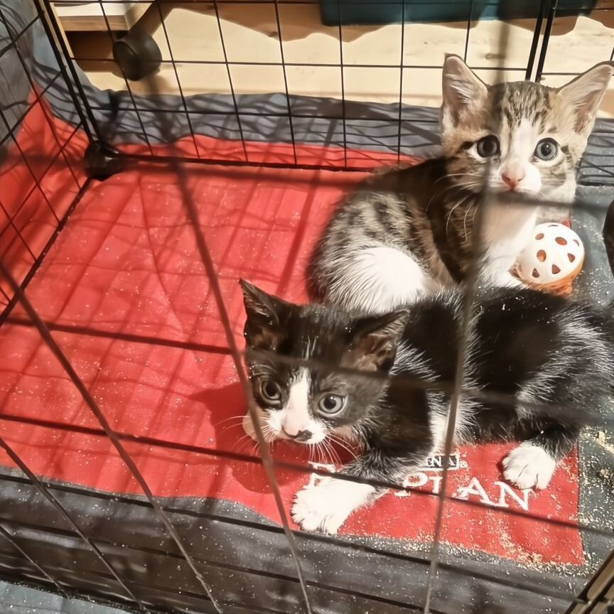 Бомбейский котёнок