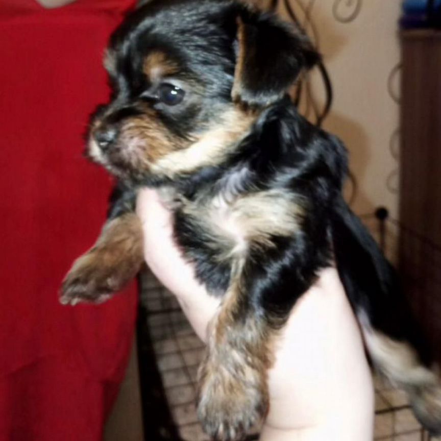 Йоркширский терьер