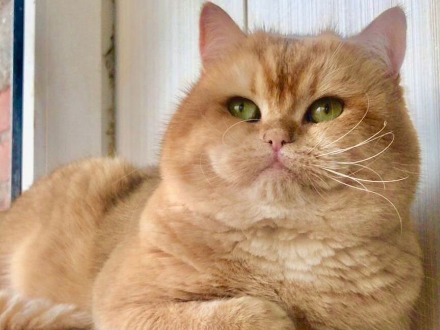 Кот в добрые руки