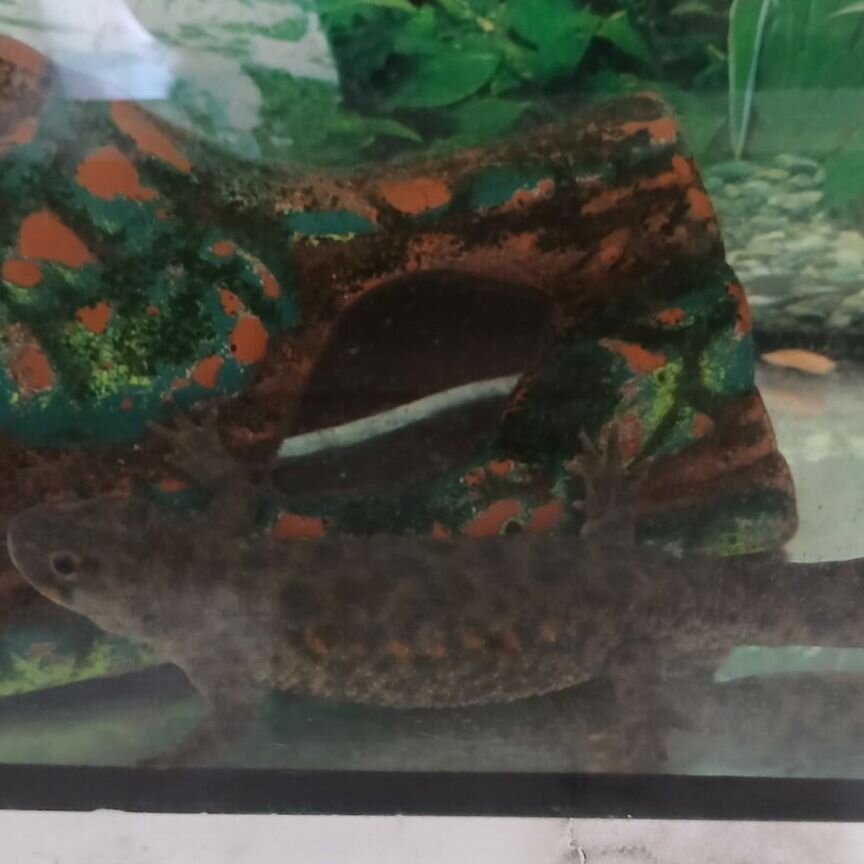 Отдам бесплатно