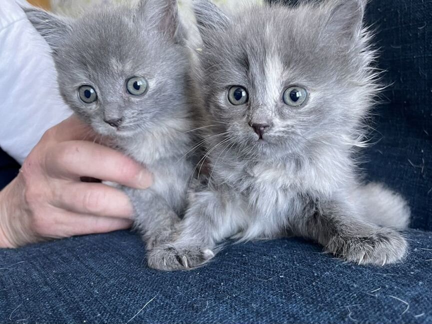 Голубые котята, 1.5 мес, девочки