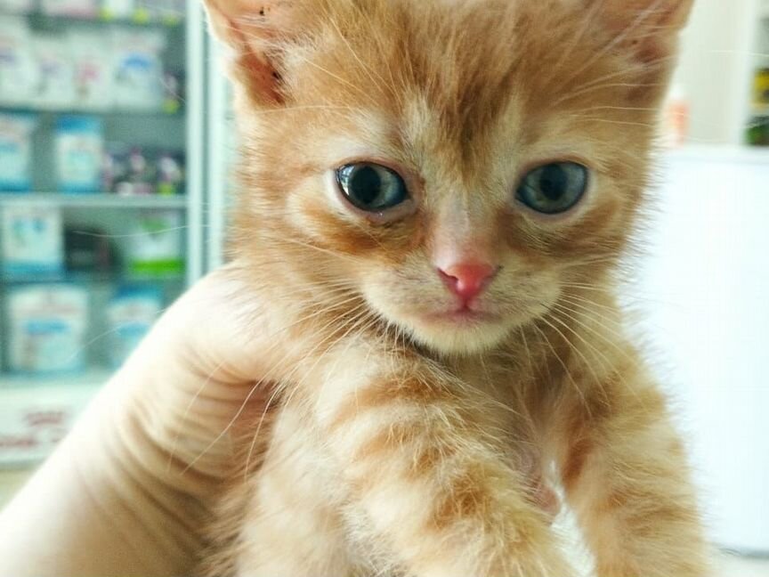 Спасаем котят