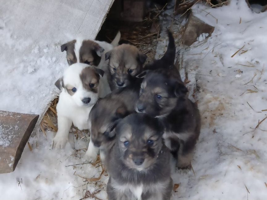 Крик о помощи