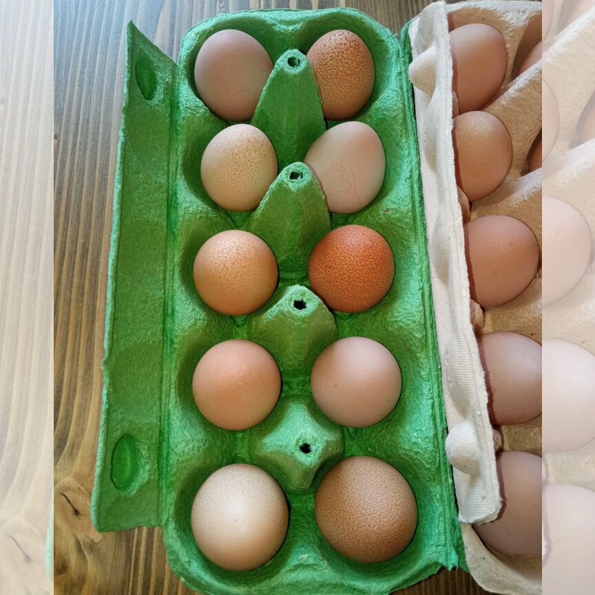 Цесариное, цесарки яйцо