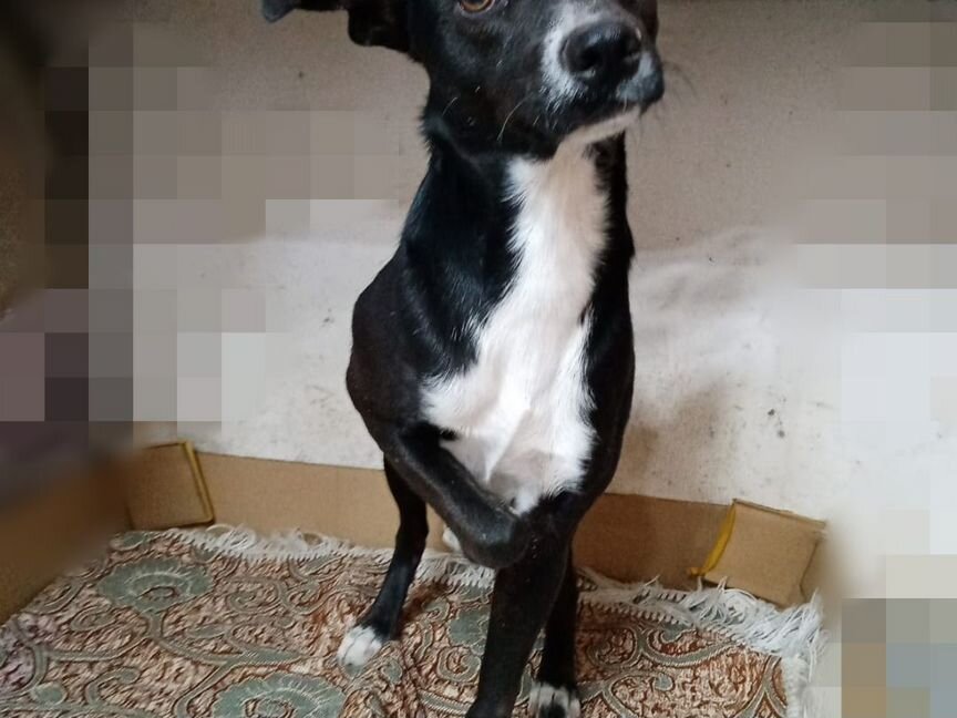 Маленькая собака 33 см