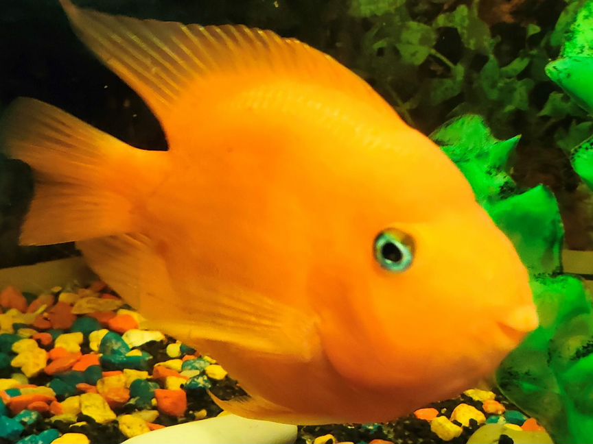 Аквариумная рыбка Попугай