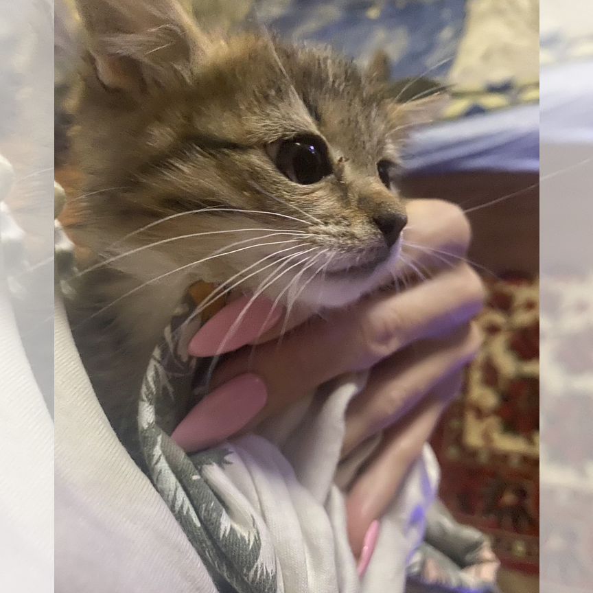 Котёнок в добрые руки