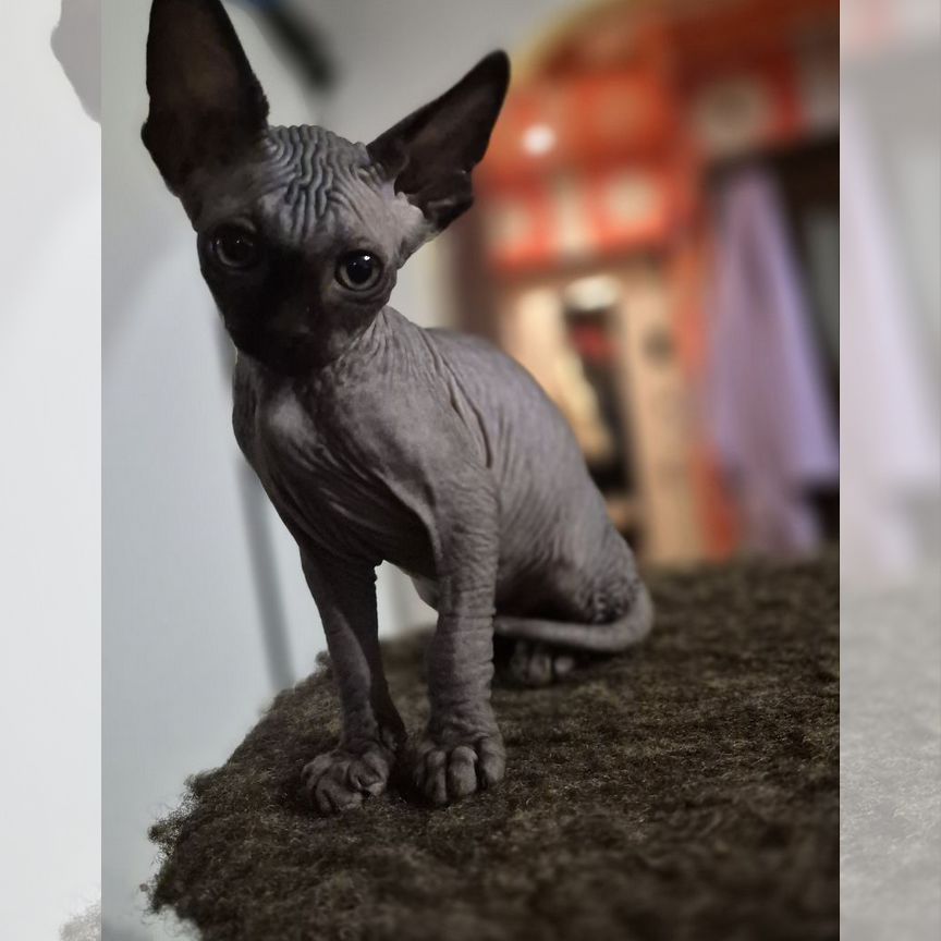 Канадский сфинкс котёнок