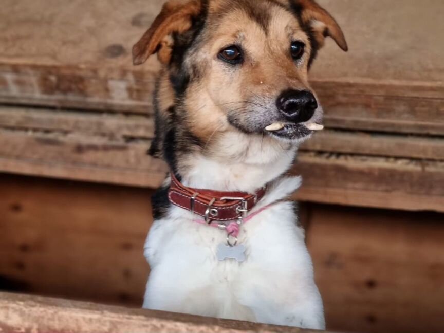 Собака из приюта