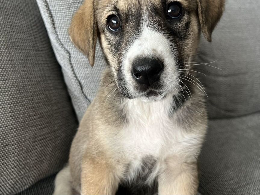 Собака в добрые руки щенок