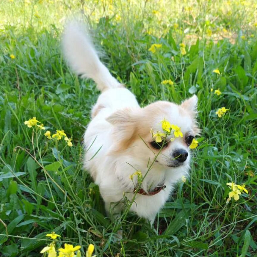 Вязка чихуахуа мальчик