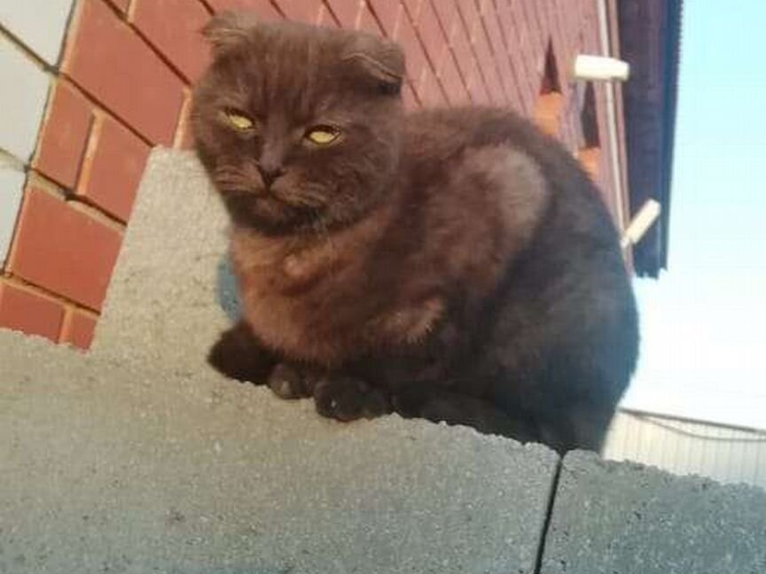 Шотланская вислоухая кошка)