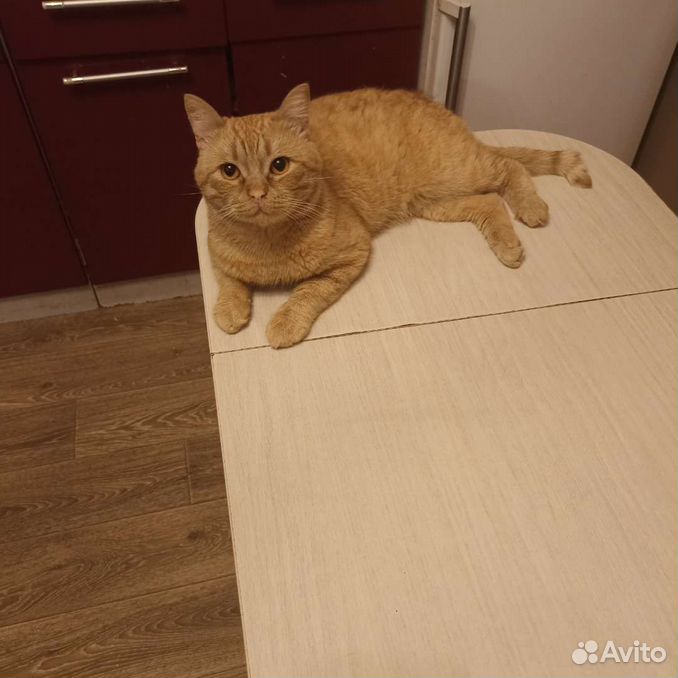Большой рыжий кот
