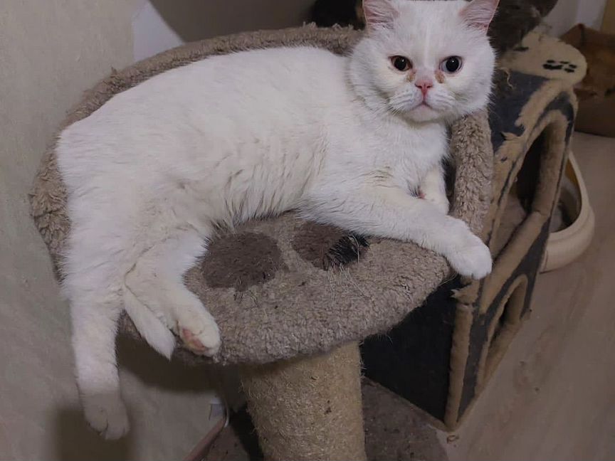Персидская короткошерстная