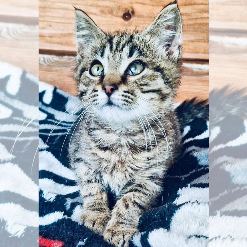 Котята в добрые руки бесплатно