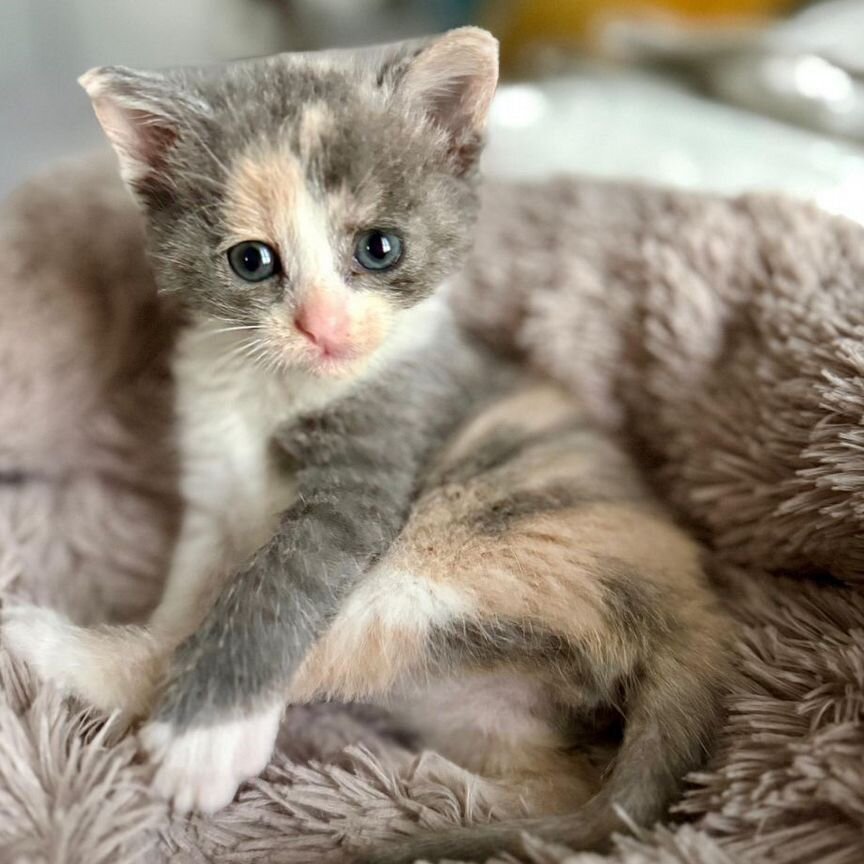 Котята