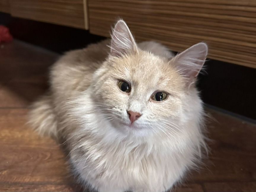 Котенок кремового окраса