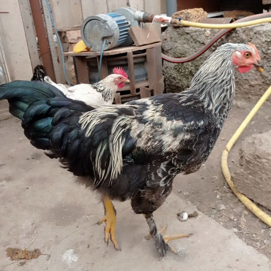 Петухи молодые домашние