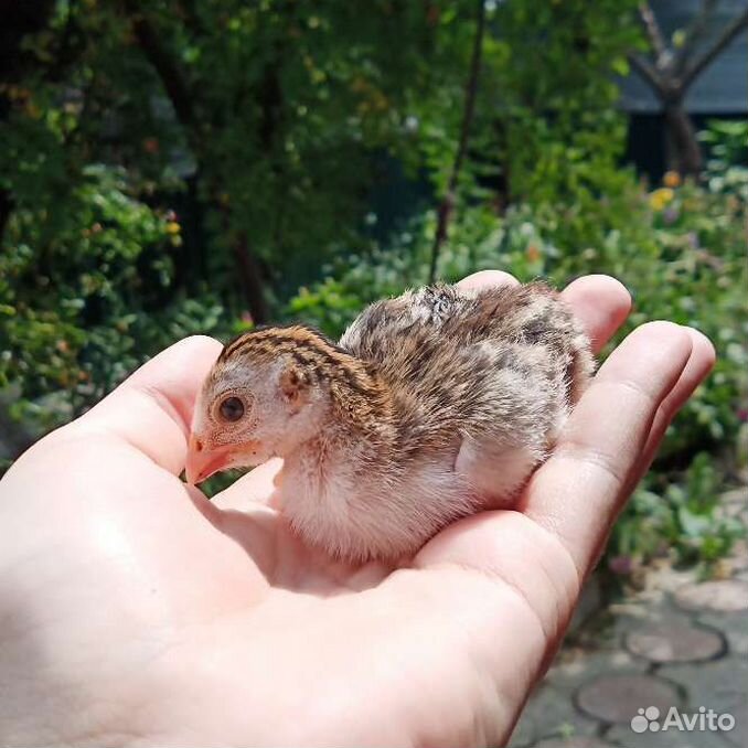 Цыплята цесарки