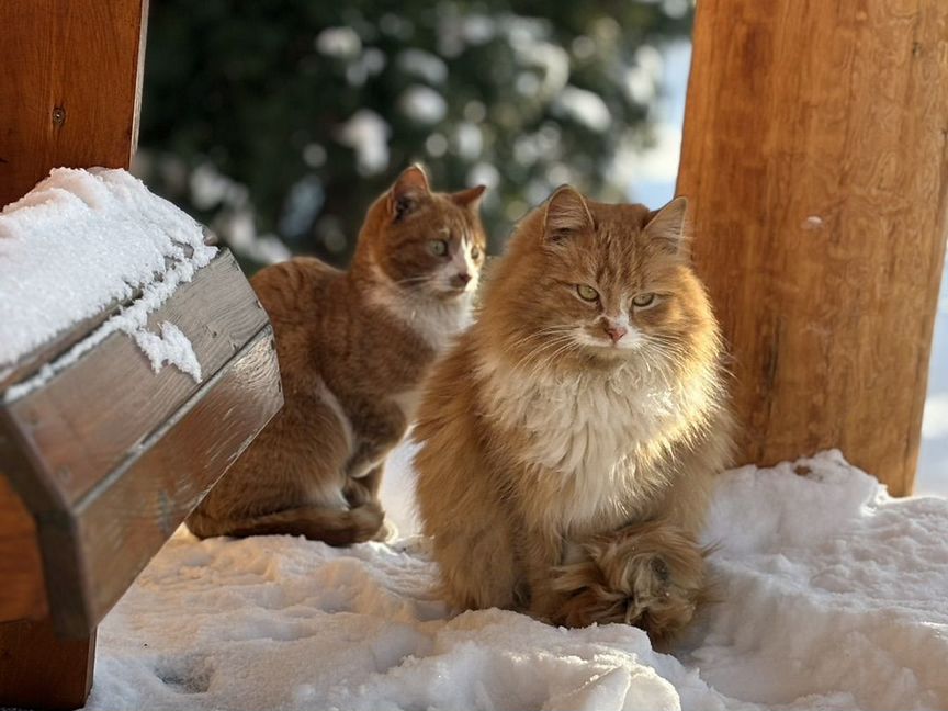 Котики бесплатно в добрые руки