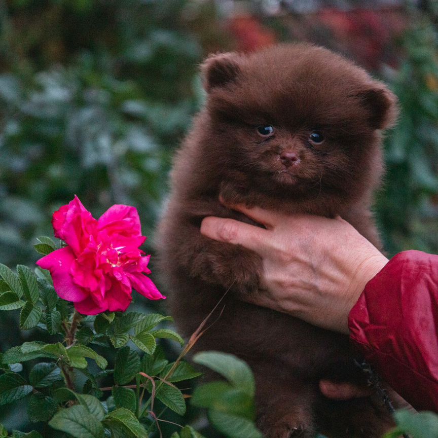 Шоколадная крутышка шпиц