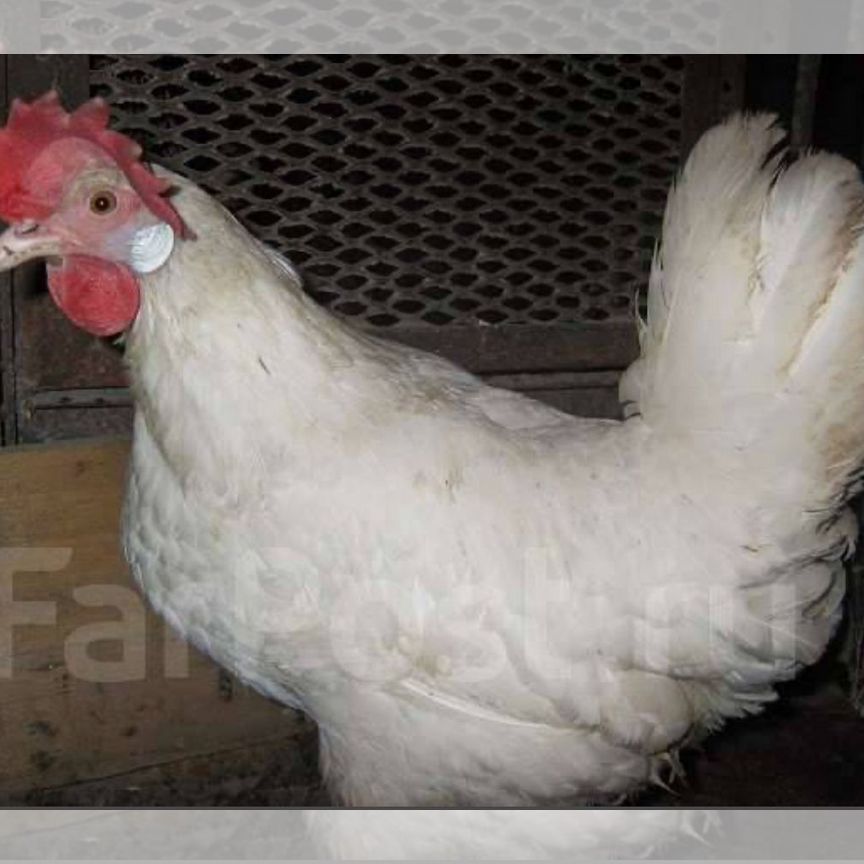 Куры несушки