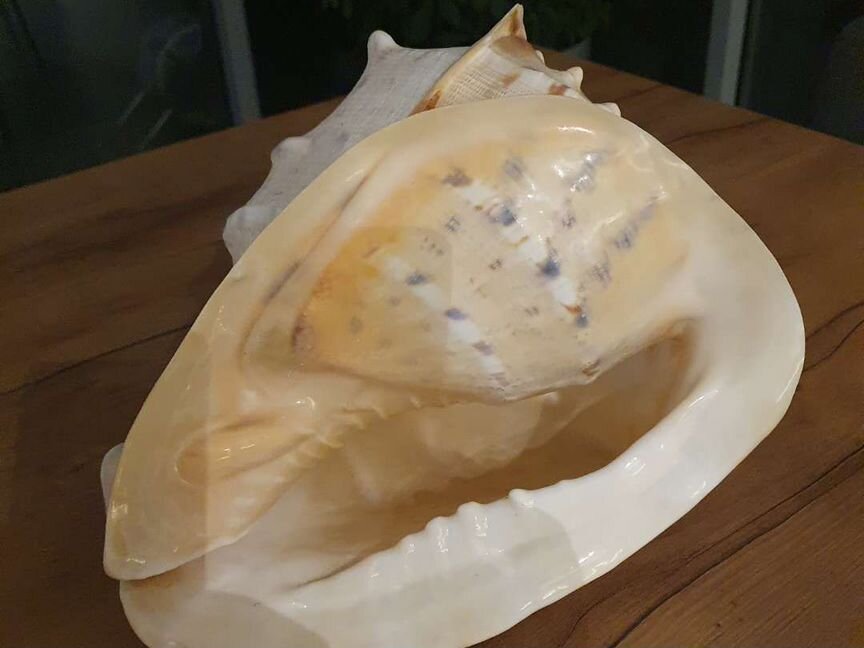 Ракушка океанская