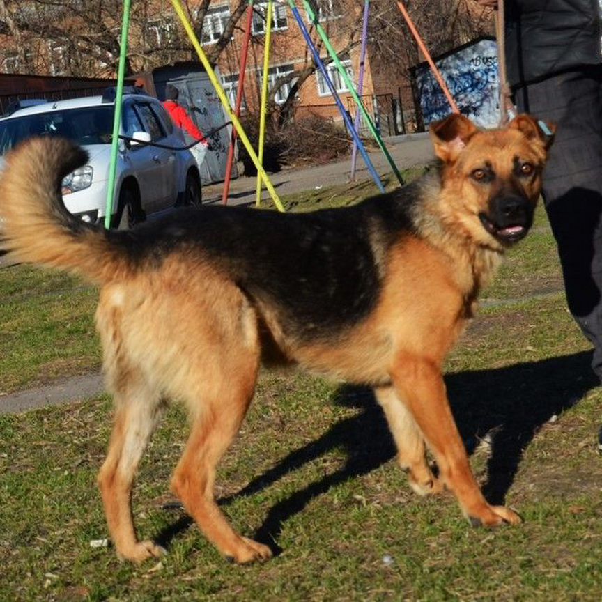 Отдам молодого овчаристого кобеля. Кастрирован