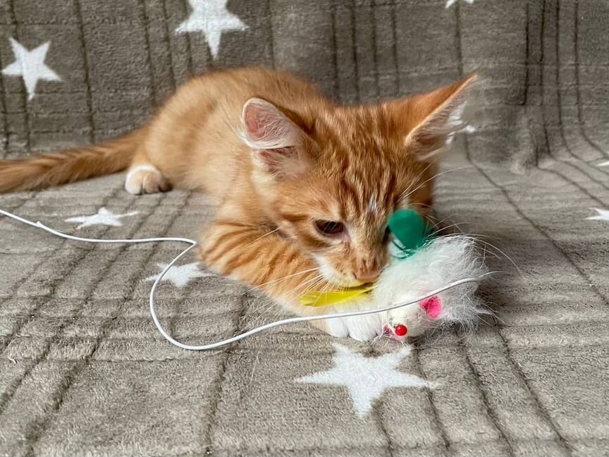 Рыжий котик Марс