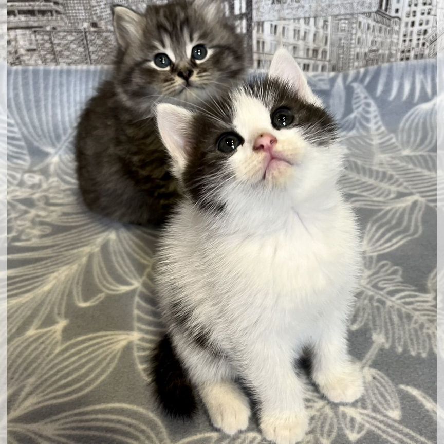 Котята