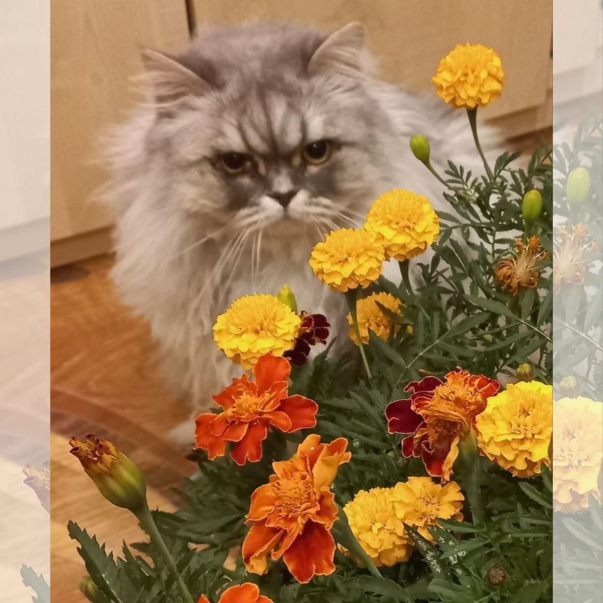 Кот британский длинношерстный
