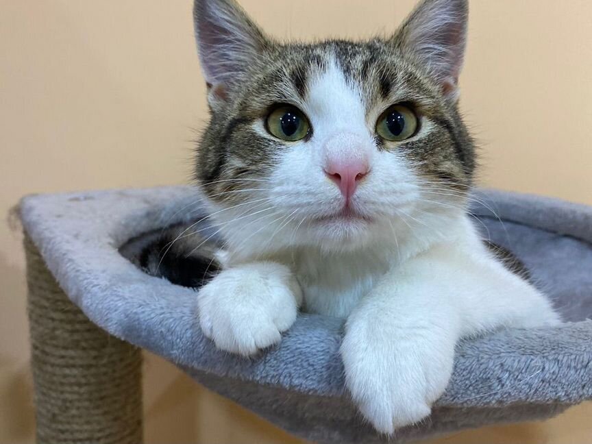 Котенок мальчик 4,5 месяца