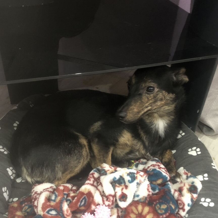 Щенок в добрые руки