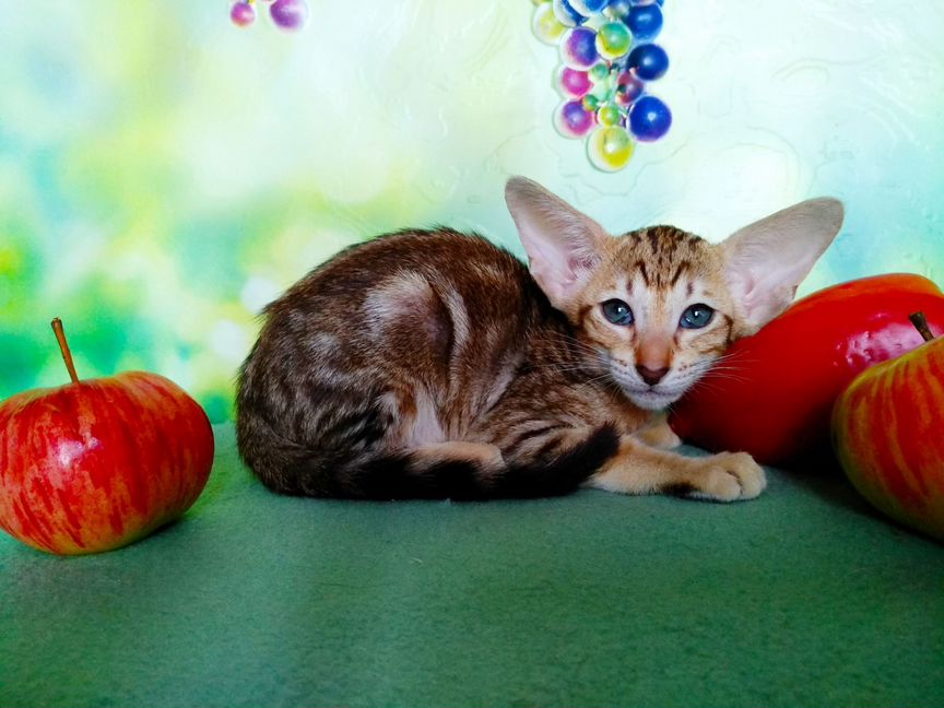 Котята ориентальные в Москве