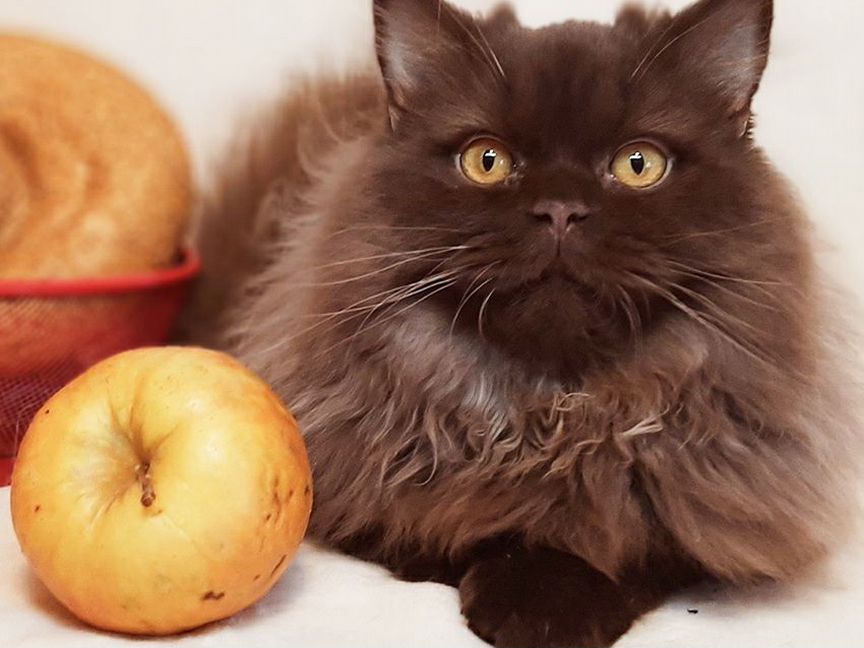 Шоколадный британец