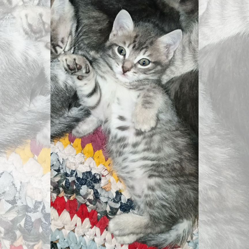 Котёнок в добрые руки