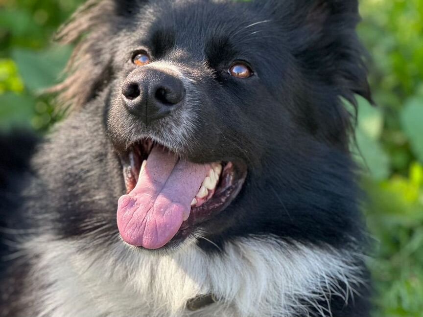 Собака в добрые руки