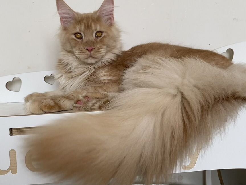 Кот красный дым