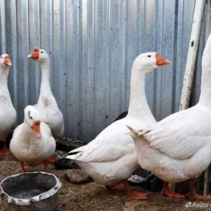 Гусь